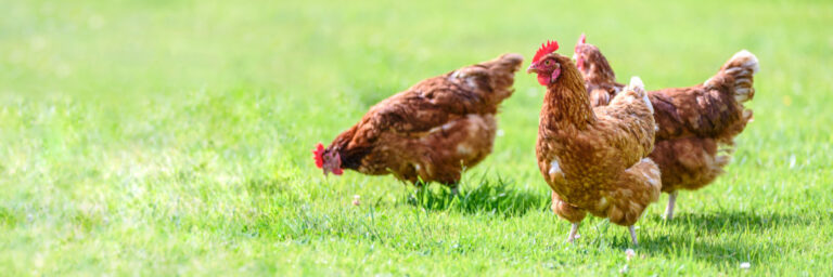 Navigating the Current Chicken Shortage in the U.S. - Ritter Foods